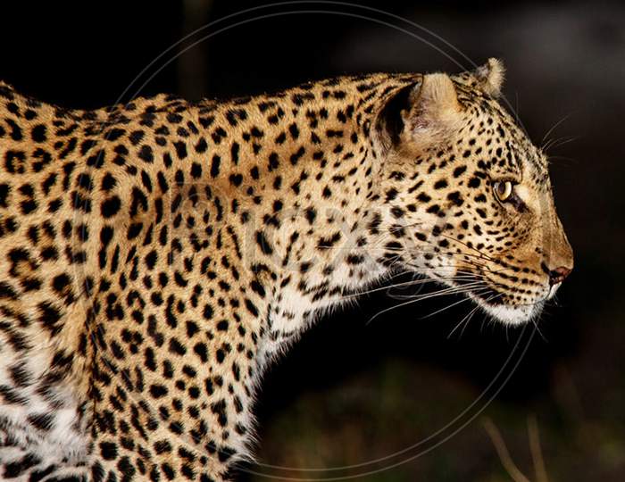 Image of Caprivi wildlife picture-TN910327-Picxy