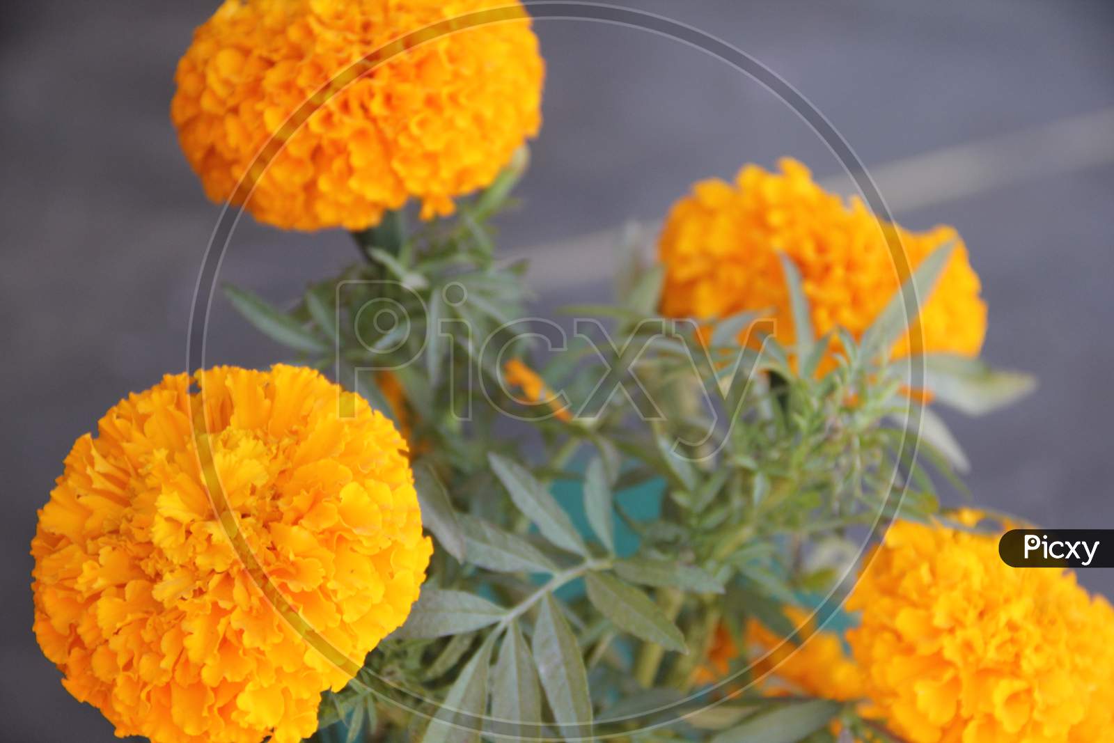 Image of Thair folwer-YJ216576-Picxy