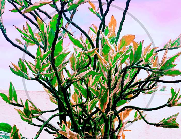 Image of Green short stem plant-OF910982-Picxy