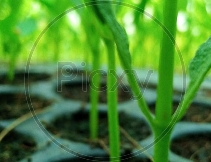 Image of nature photo-QO967847-Picxy