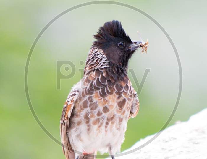 Image of Beautiful bulbul with food-TO484787-Picxy
