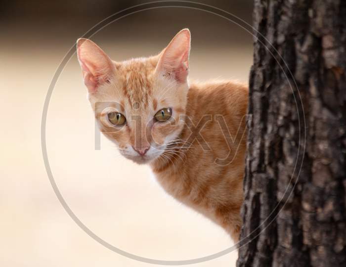 Image of Indian Cats-JC591797-Picxy