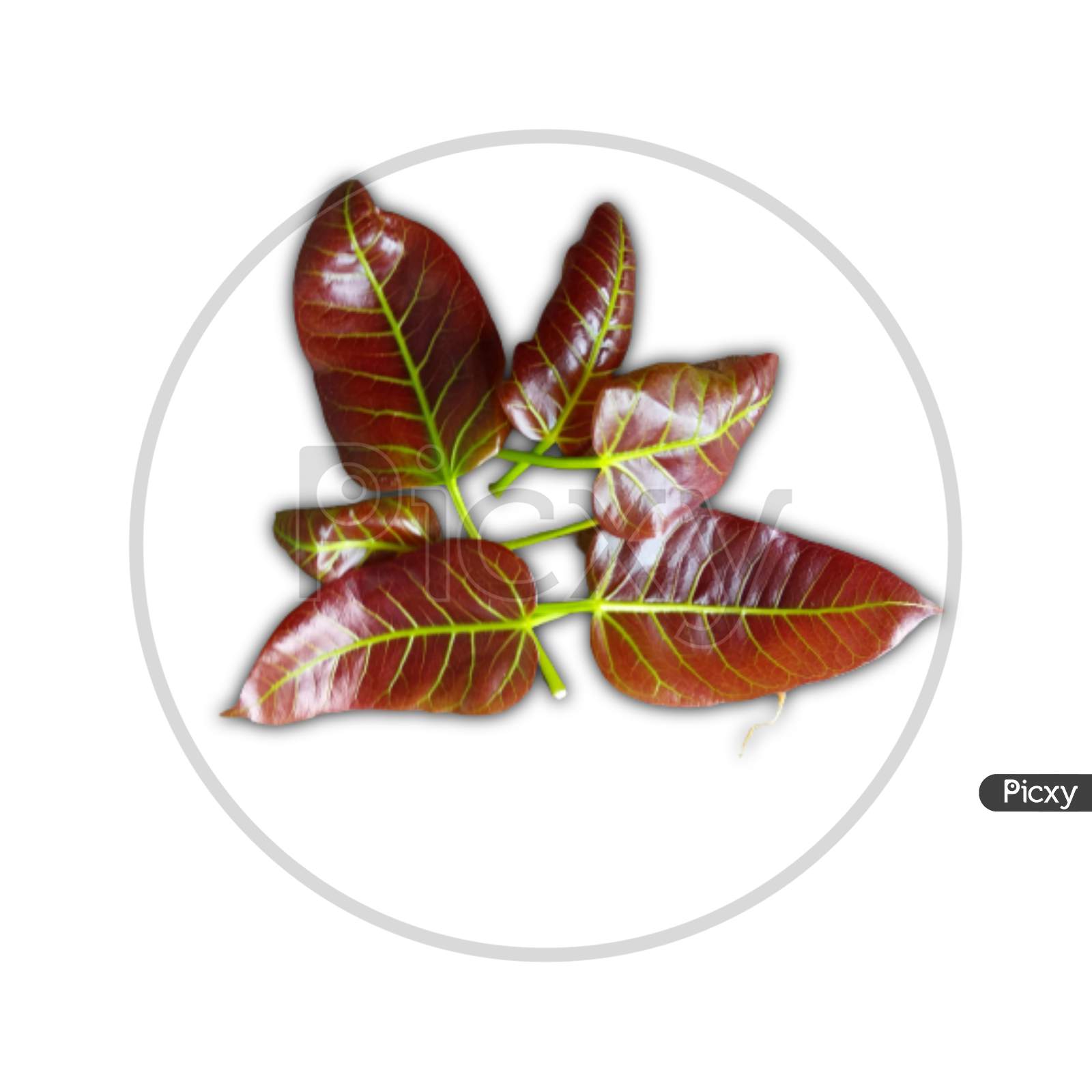 Image of Beautiful red colour leaf-WJ132850-Picxy