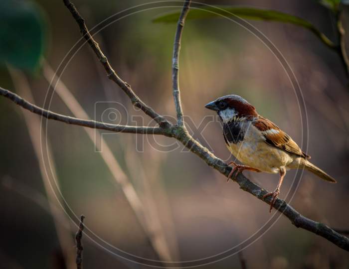 Image of Sparrows are social birds and they live in flocks-LR725824-Picxy