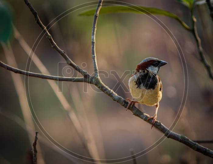Image of Sparrows are social birds and they live in flocks-HL322838-Picxy