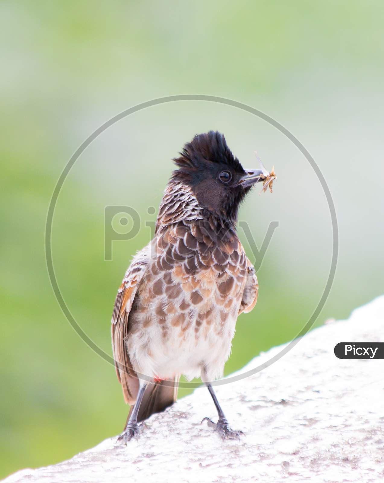 Image of Beautiful bulbul with food-TO484787-Picxy