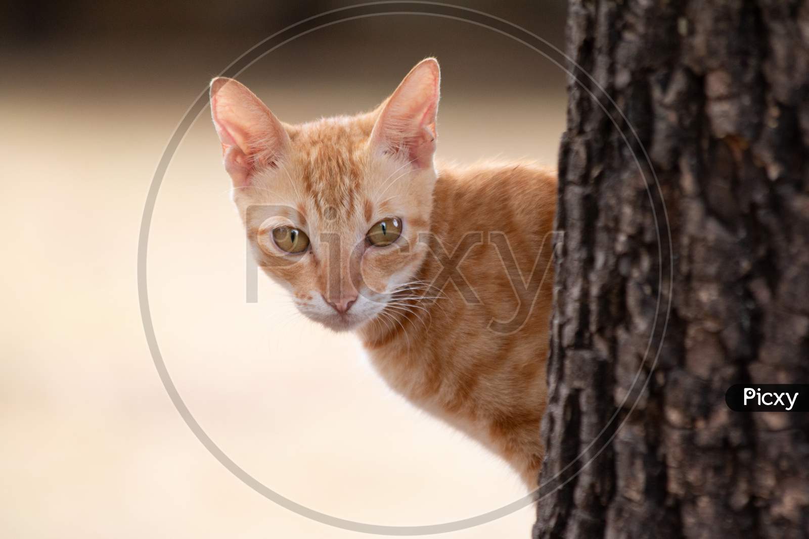 Image of Indian Cats-JC591797-Picxy