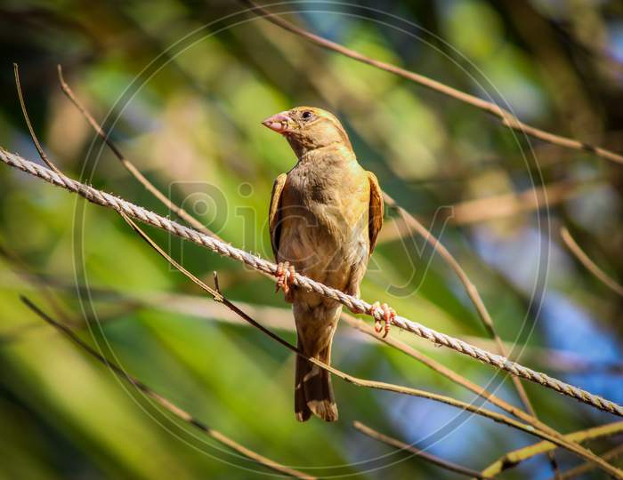 Image of Sparrows are social birds and they live in flocks-KN300581-Picxy