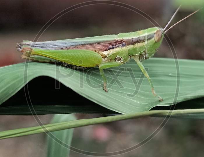 Image of Grasshopper insect-WG285384-Picxy