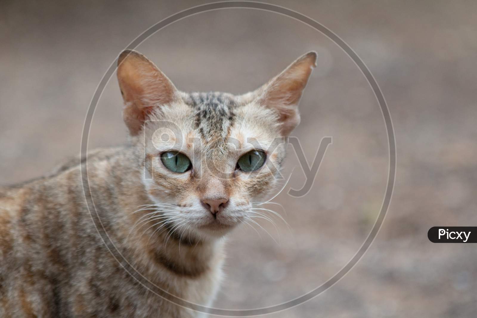 Image of Indian Cats-WU968853-Picxy