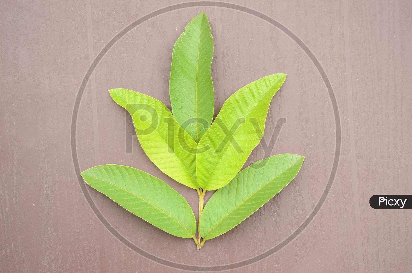 Image of Closeup The Ripe Green Guava Fruit Leaves With Branch Over Out ...