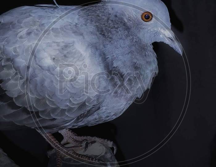 Image of Pigeon at night-VO536447-Picxy