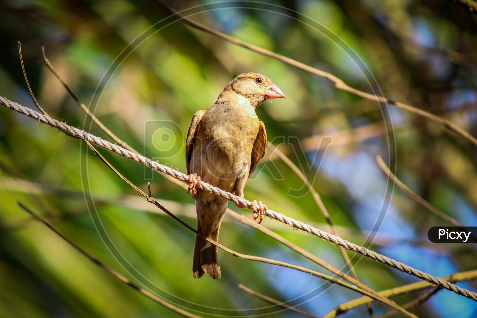 Image of Sparrows are social birds and they live in flocks-JK183867-Picxy