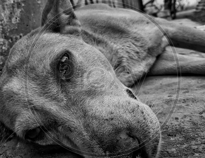 Image of bnw dog-LJ083543-Picxy