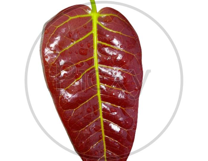 Image of Beautiful red colour leaf-ZI614420-Picxy