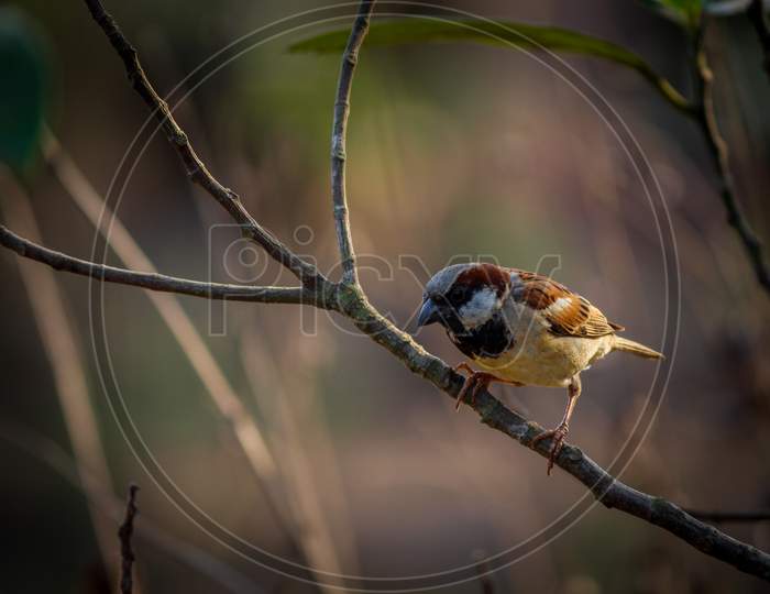 Image of Sparrows are social birds and they live in flocks-UZ074033-Picxy