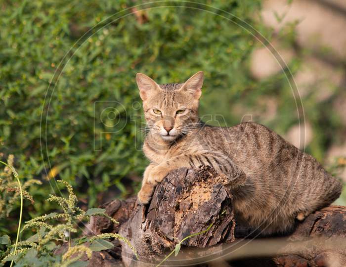 Image of Indian Cats-JC591797-Picxy