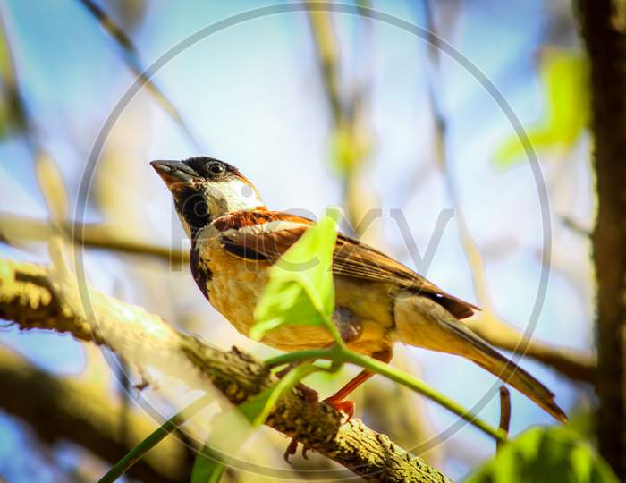 Image of Sparrows are social birds and they live in flocks-CO831908-Picxy