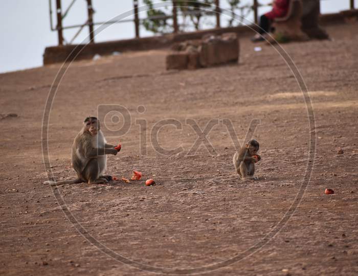 Image of Monkeys having fun on top-HA421929-Picxy