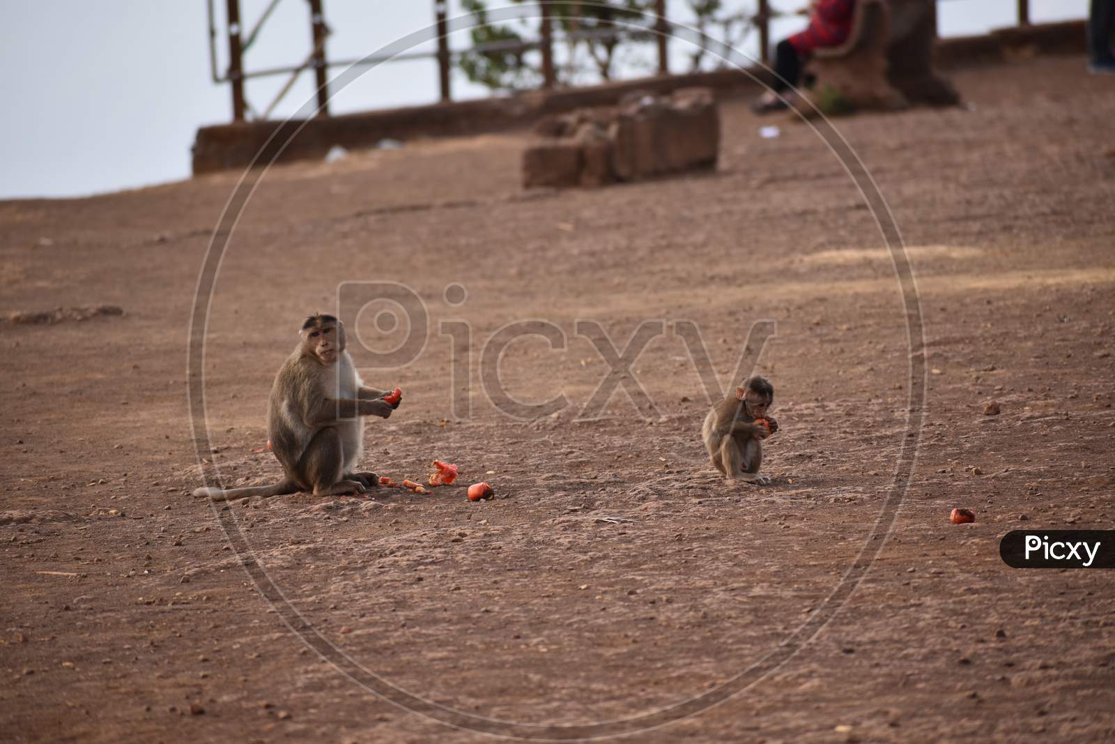 Image of Monkeys having fun on top-HA421929-Picxy