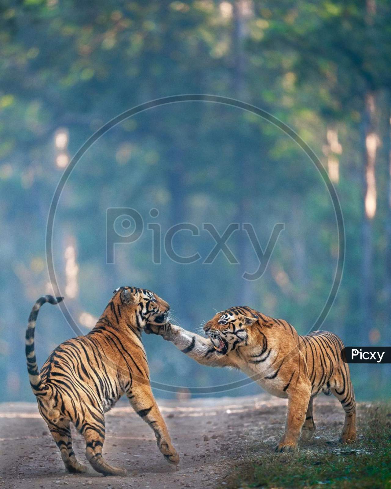 Angry Tiger Friends