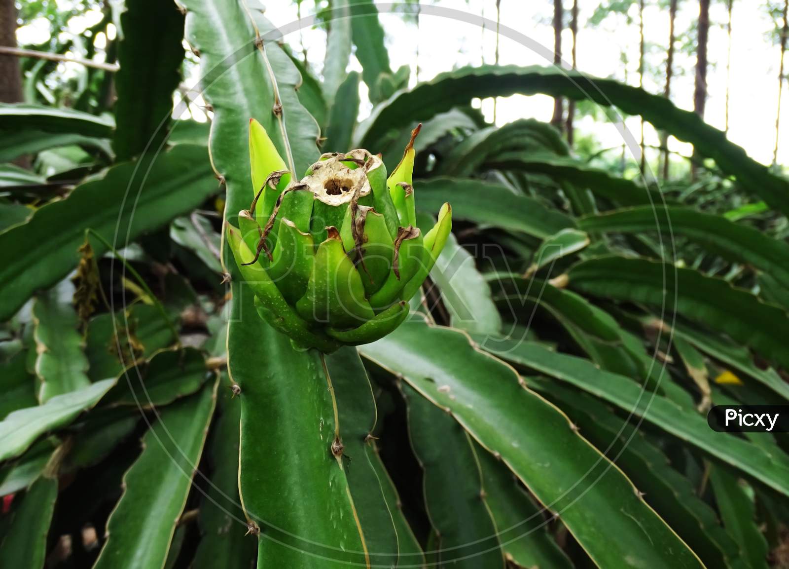 Image of pink dragon fruit green tree on the garden, plant in the ...