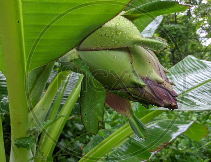 Image of Indian wild banana plant, musa acuminata, ranati kelful ...