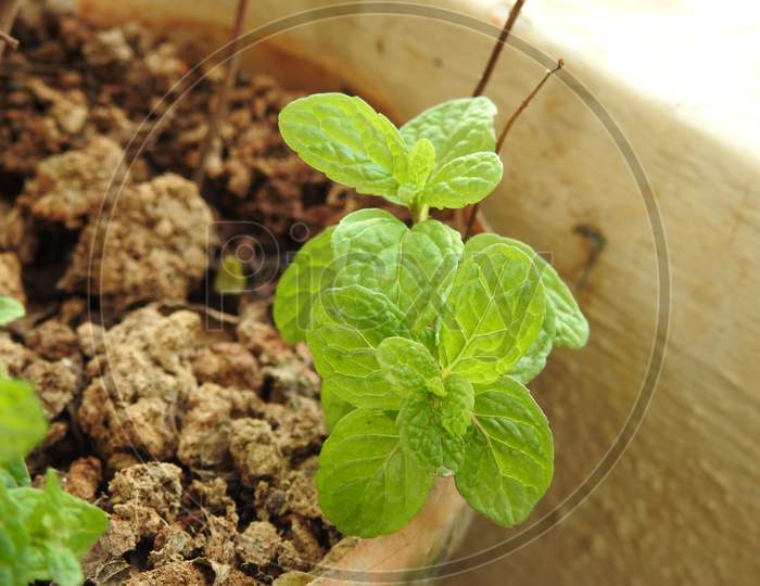 Image of Beautiful Medicinal ayurvedic and herbal plant Pudina or Mint ...