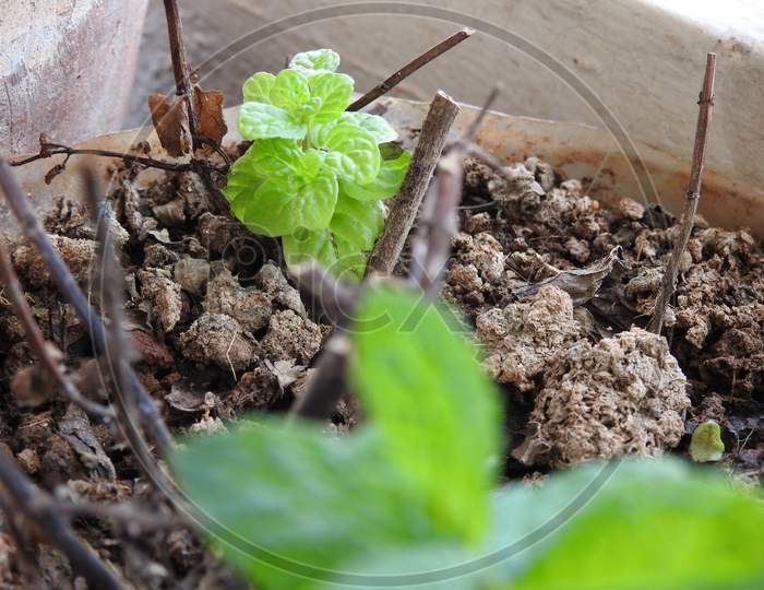 Image of Beautiful Medicinal ayurvedic and herbal plant Pudina or Mint ...