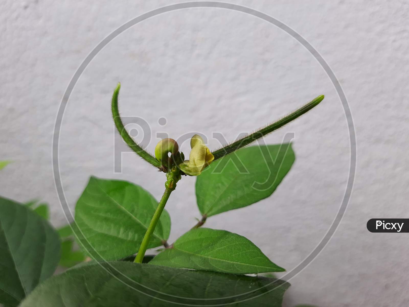 Image of Beautiful home terrace pot grown Green Gram Plant with Hairy ...