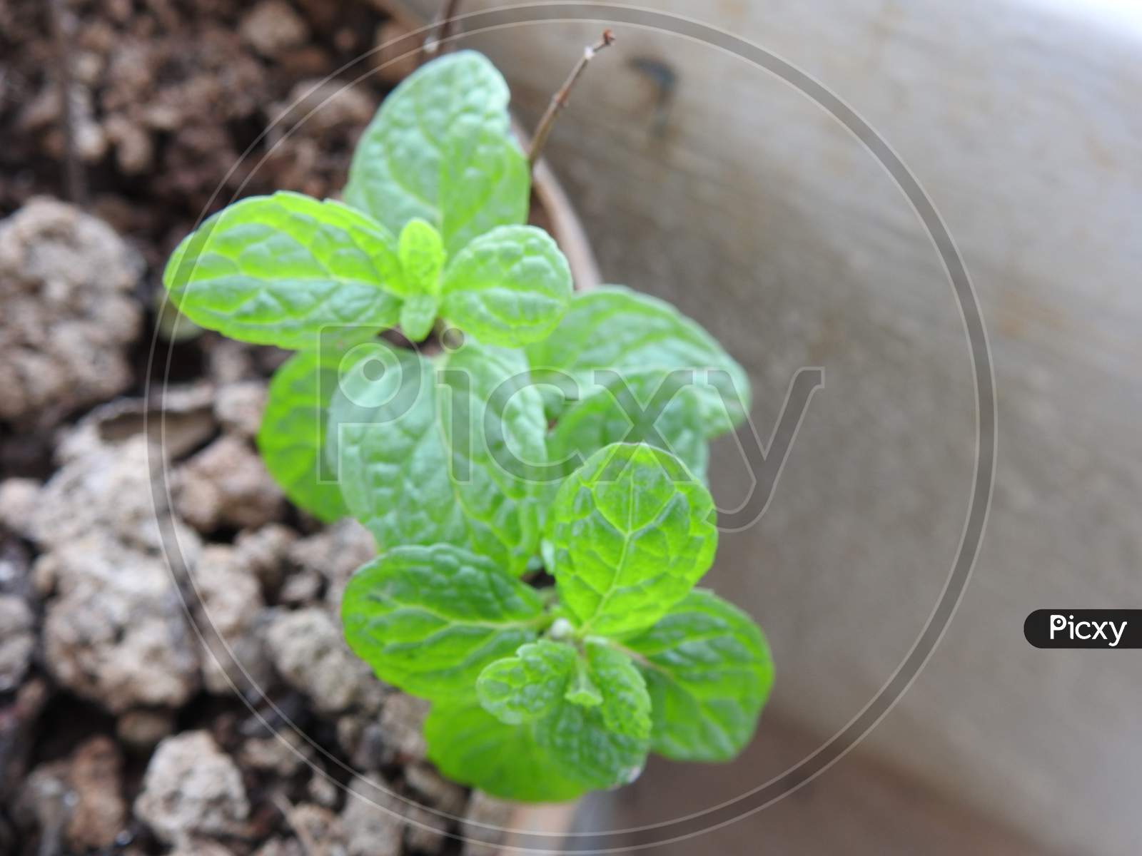 Image of Beautiful Medicinal ayurvedic and herbal plant Pudina or Mint ...