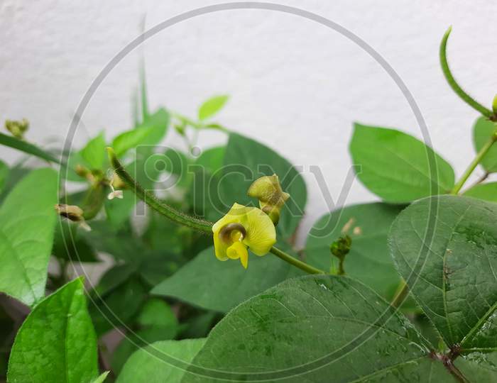 Image of Beautiful home terrace pot grown Green Gram Plant with Hairy ...