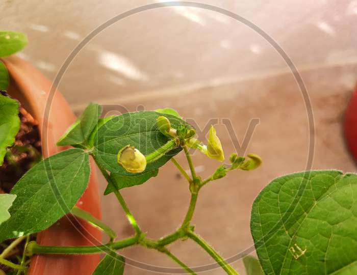 Image of Beautiful home terrace pot grown Green Gram Plant with Hairy ...