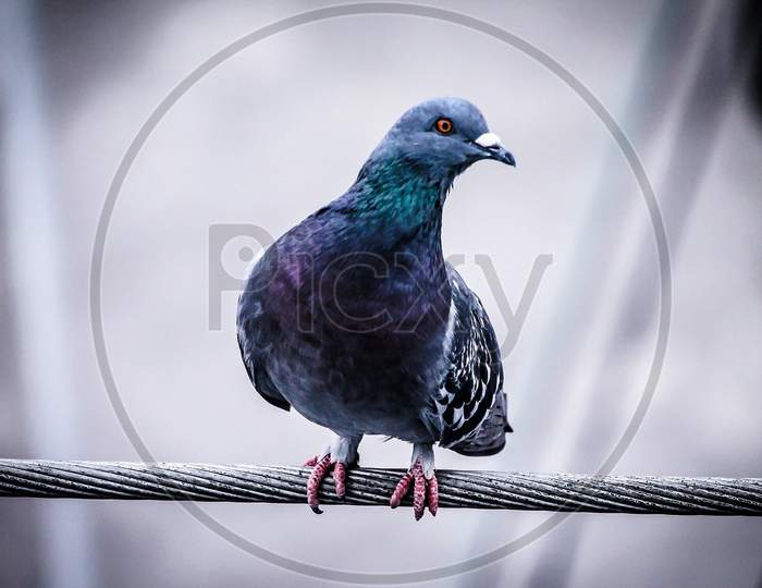 Image of Piegon-XN332410-Picxy