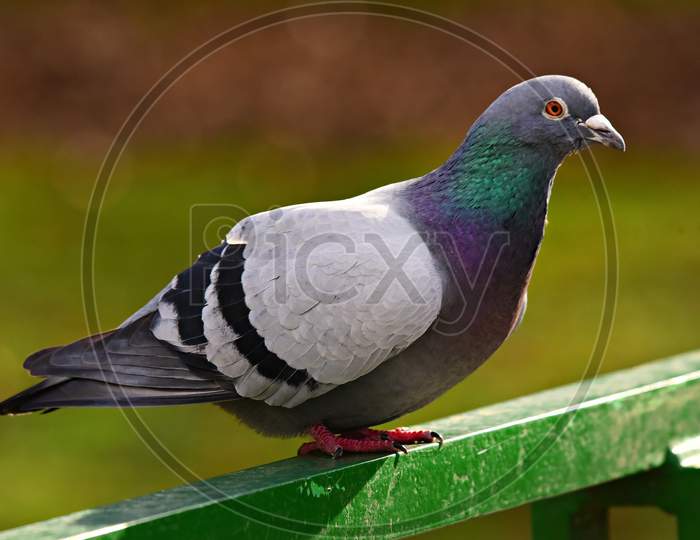 Image of Piegon-XN332410-Picxy