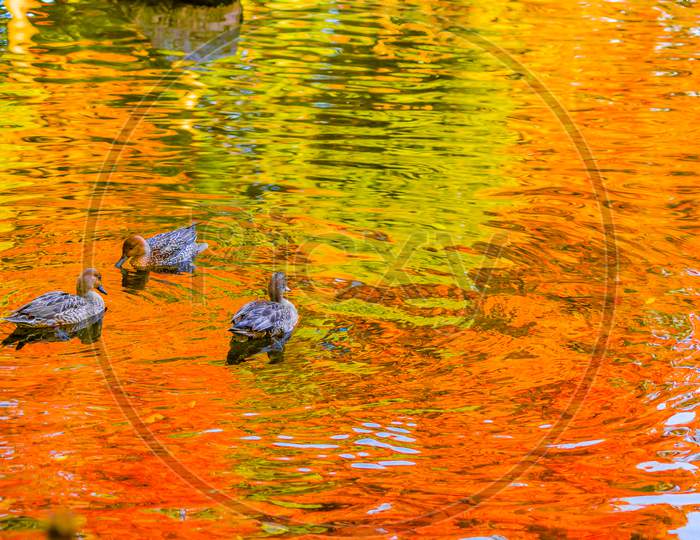 Image of Pond Duck With Autumn Leaves Being Reflected-YI832557-Picxy