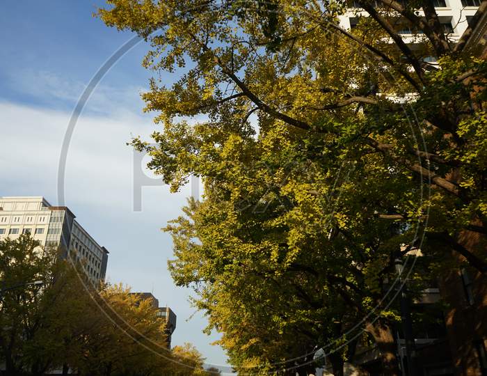 Image of Autumn Leaves Of Yokohama, Japan Boulevard-KA714592-Picxy