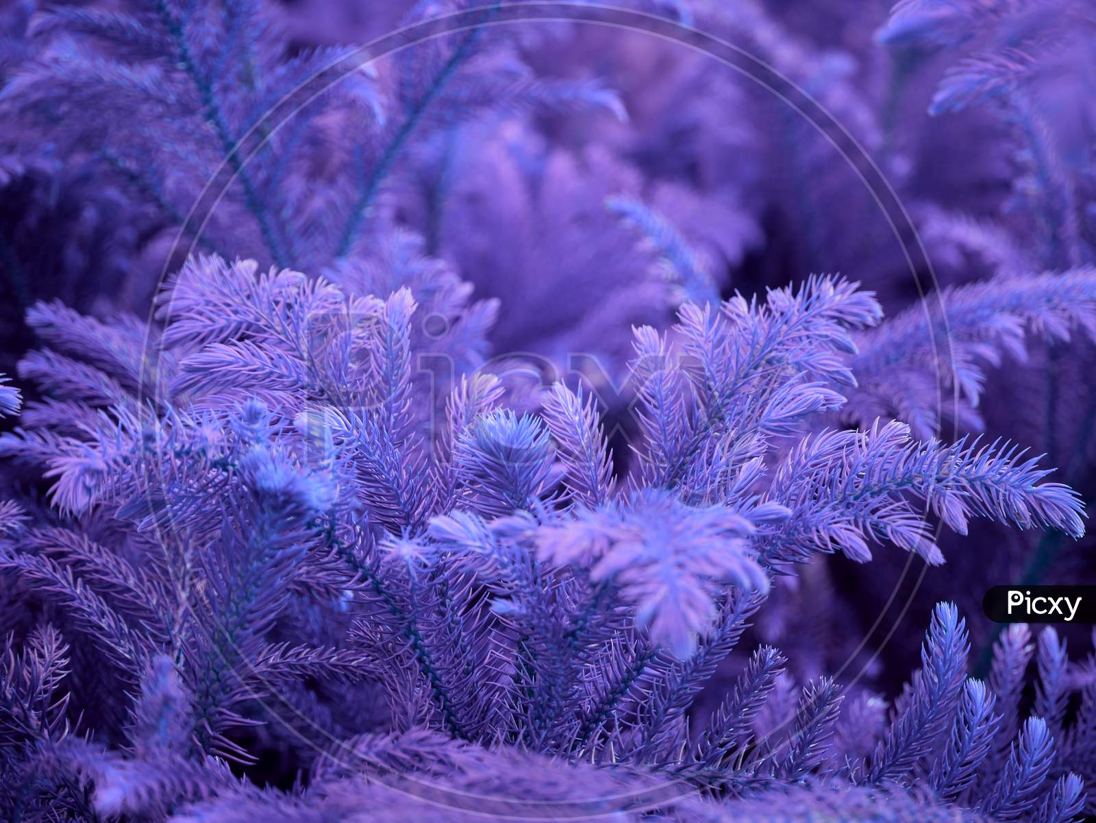 Image of Beautiful Purple Leaves With Thorn Shade On Blur Natural ...