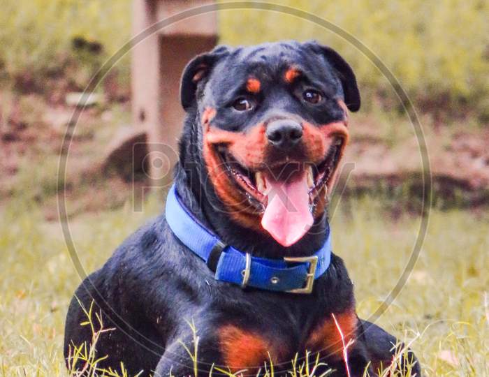 Image of Rottweiler dog sitting in a park-VI209705-Picxy