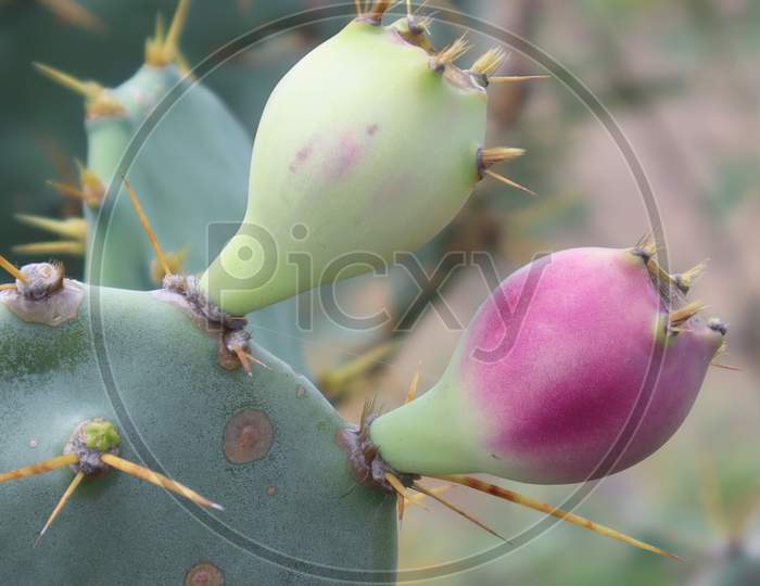 Image of Fruits of Brahma Jemudu-MA635798-Picxy