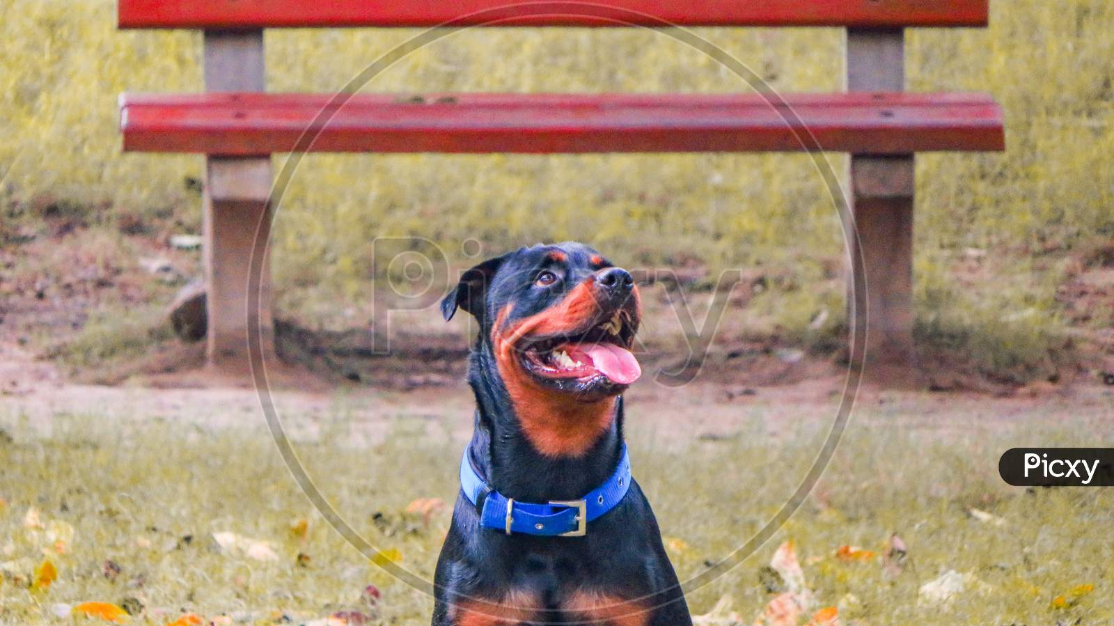 Image of Rottweiler dog sitting in a park-VI209705-Picxy