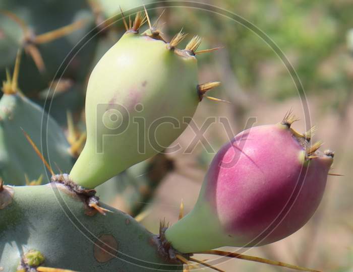 Image of Fruits of Brahma Jemudu-MA635798-Picxy