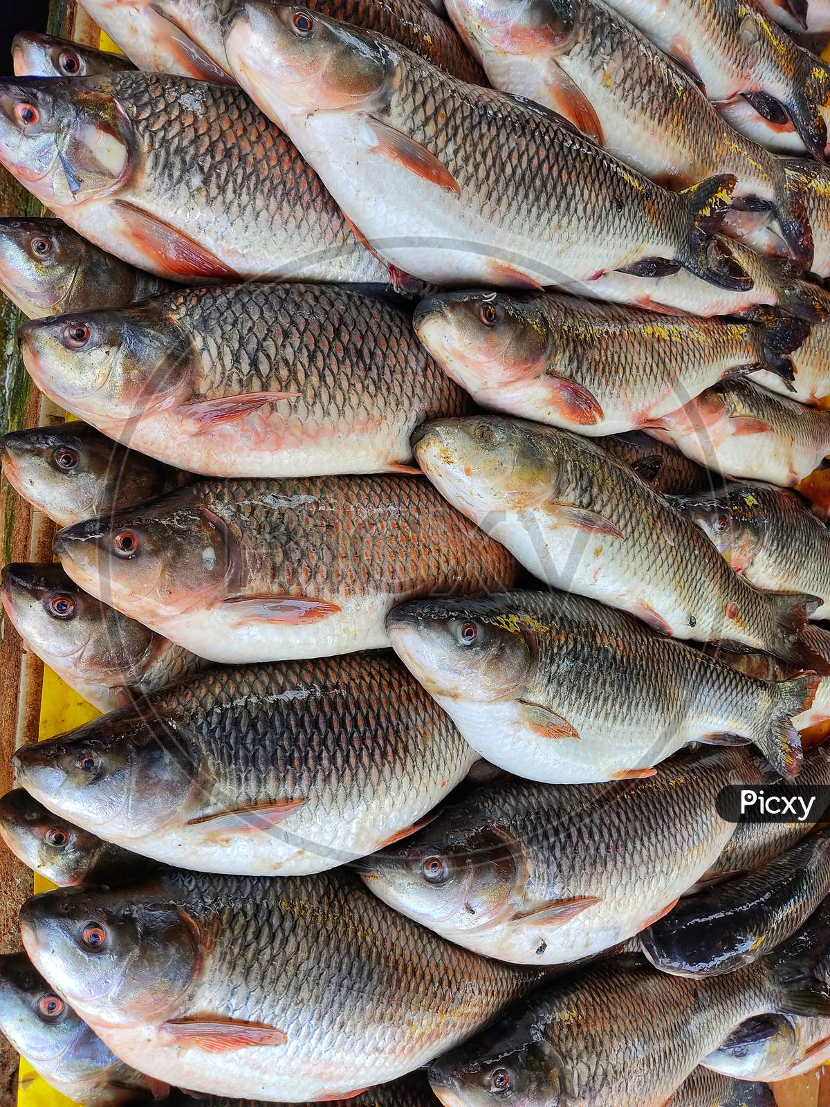 Indian Fish Market