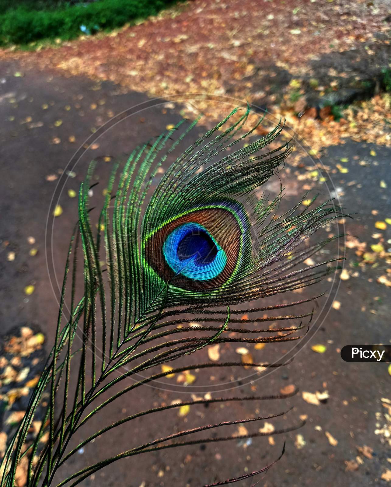 peacock leaf hd wallpapers