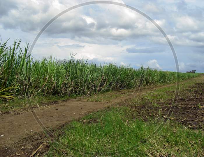 Image of Idyllic Countryside On Negros Island On The Philippines 10.11. ...