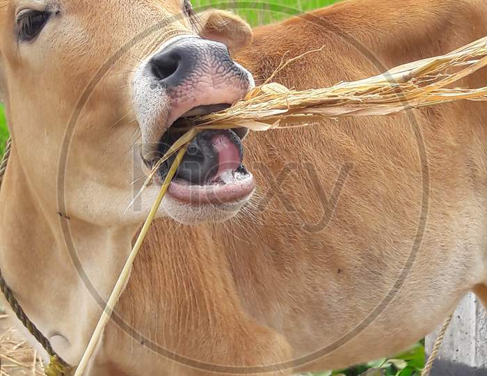 Image of A cow eating hay with a blur village back ground.-KX102987-Picxy