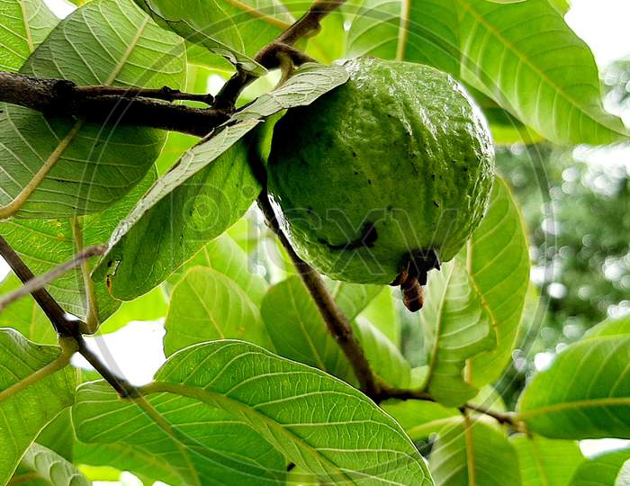 Image of Yellow Jamrukh Food White Background-MH886602-Picxy