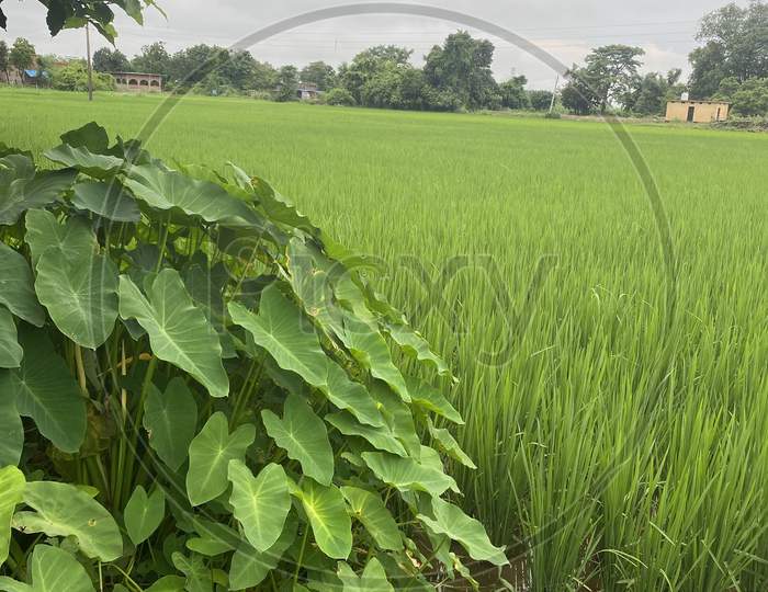 Image of Ranjit dhan rice-XM582035-Picxy