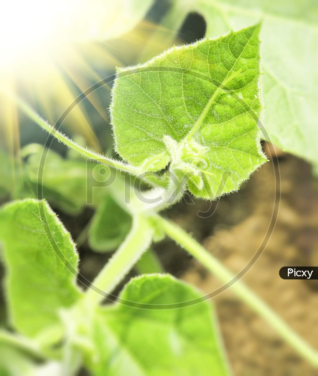 Image of Leaves Of Gourd With Tendrils In The Morning.-LP825623-Picxy