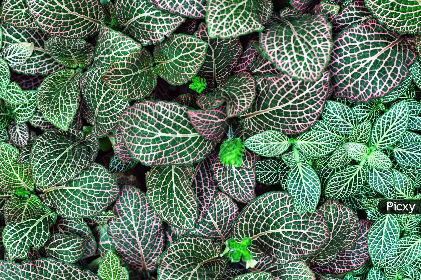 Image of Leaves Of Fittonia Albivenis With Complex Geometric Pattern ...